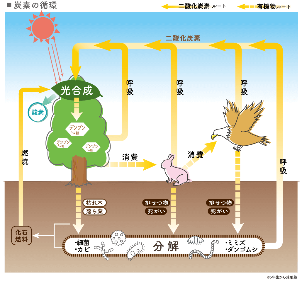 【中学受験】光合成・炭素循環を学んだら…社会科の『カーボンニュートラル』も一緒に学ぼう!